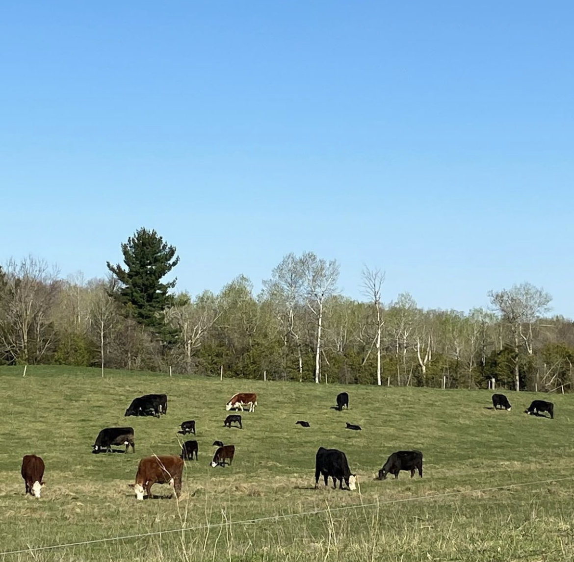 Laing Family Farm – Sharing our farm with you